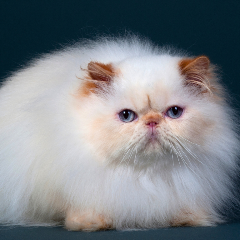 Kot perski – Przewodnik po rasie, charakterystyka i pielęgnacja