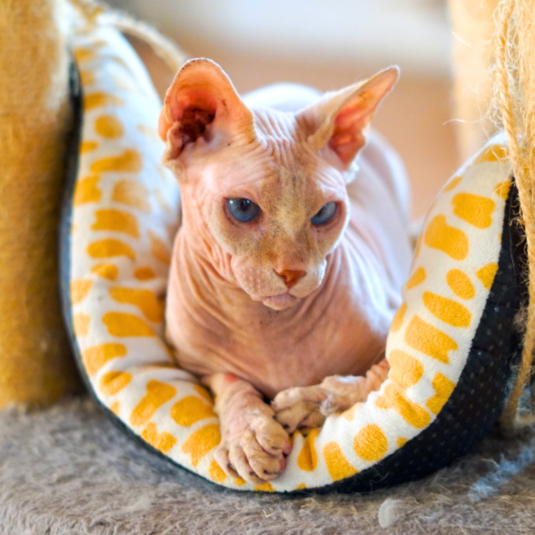 Sfinks rasa kota – charakterystyka, zdrowie i pielęgnacja