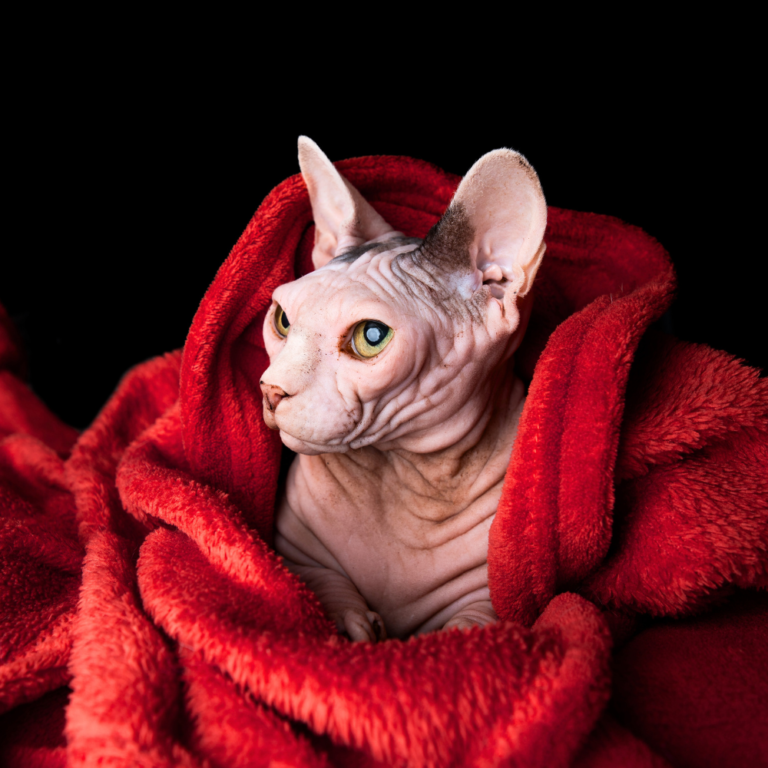 Sfinks rasa kota – charakterystyka, zdrowie i pielęgnacja